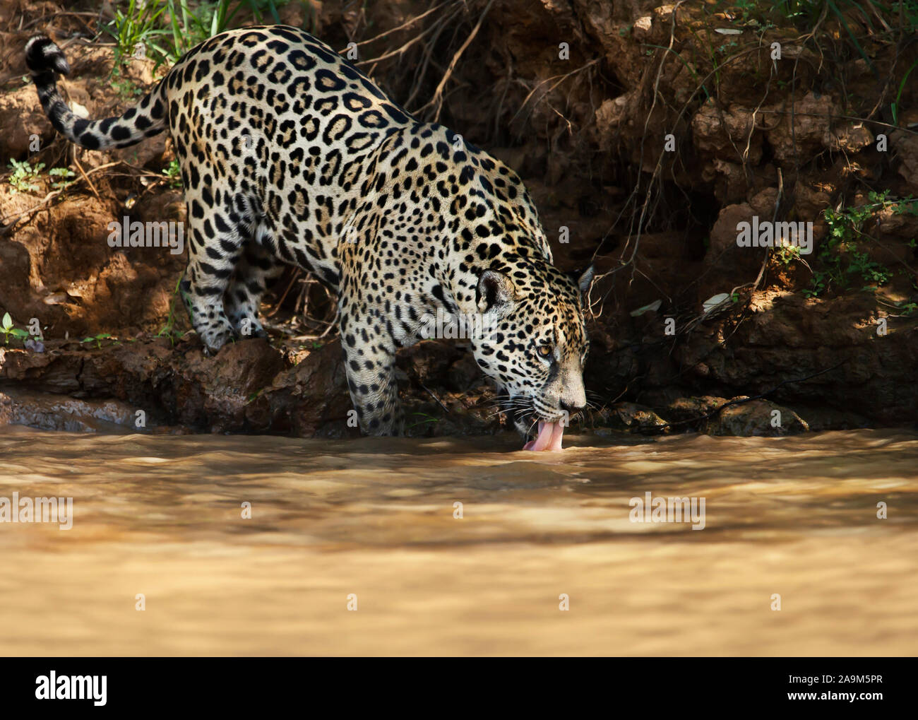 Jaguar in water Banque de photographies et d’images à haute résolution ...