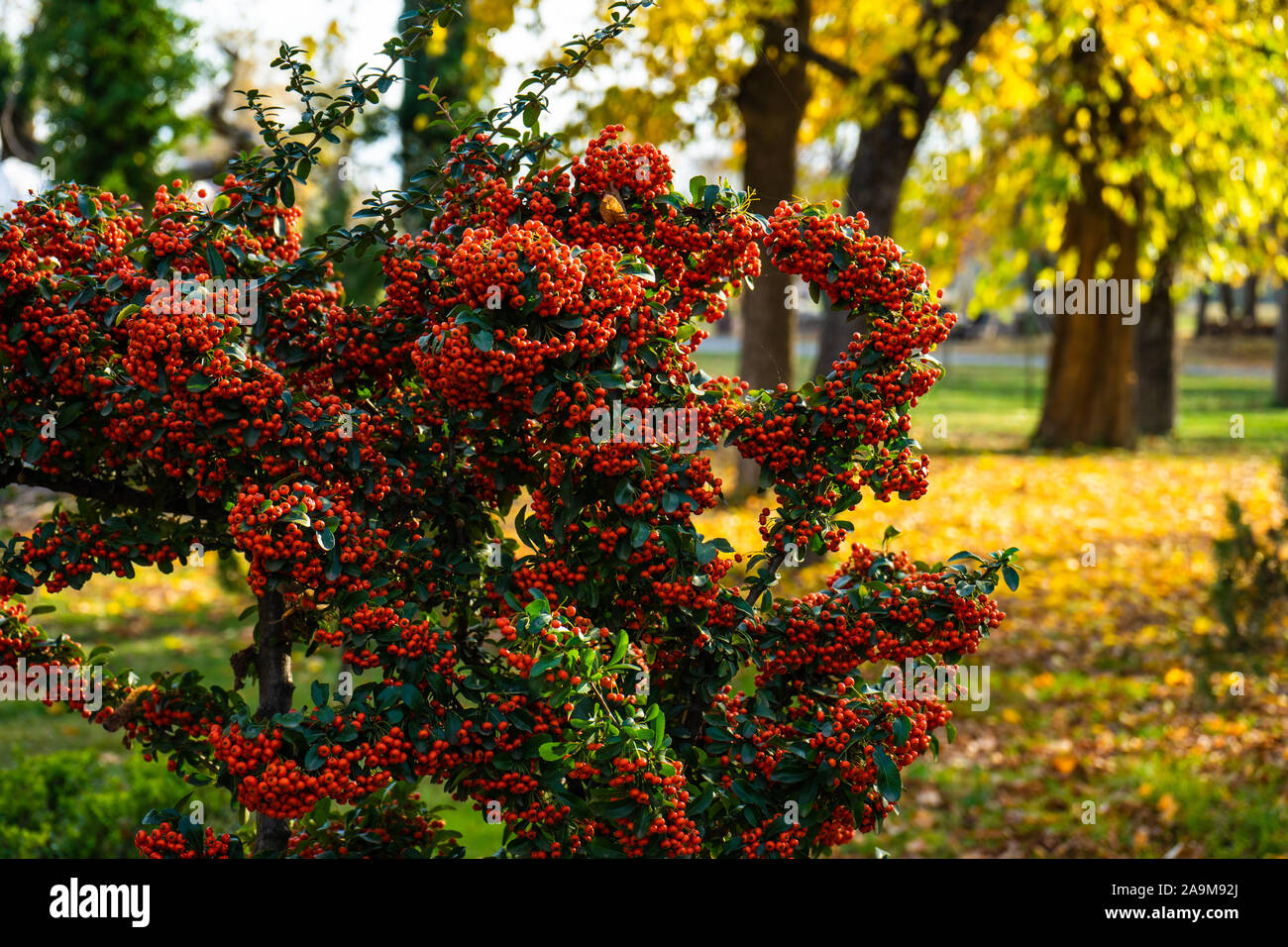 Firethorn arbuste Banque de photographies et d’images à haute ...