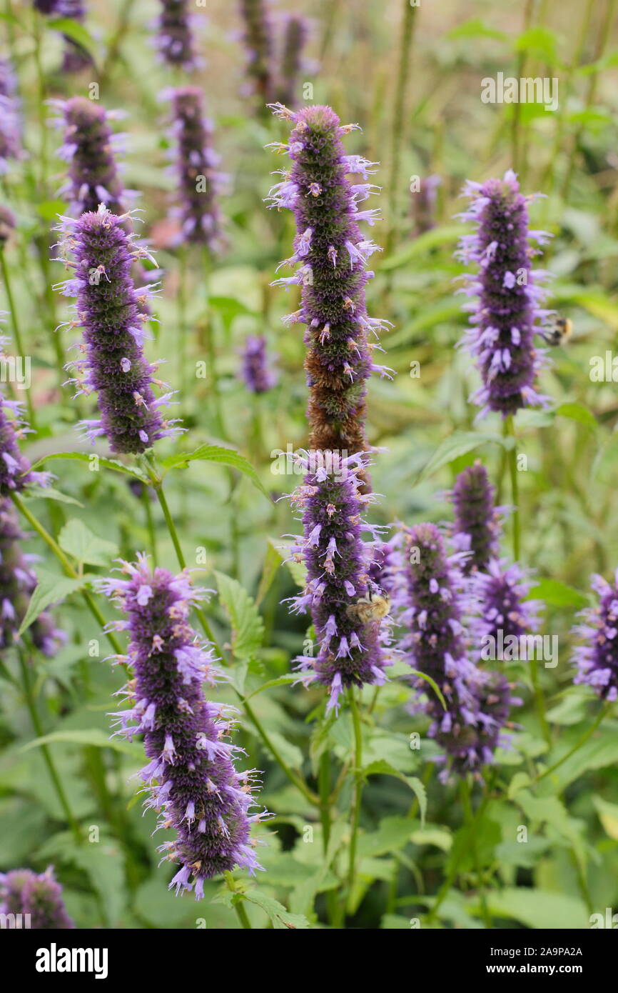 Agastache black adder Banque de photographies et d’images à haute ...