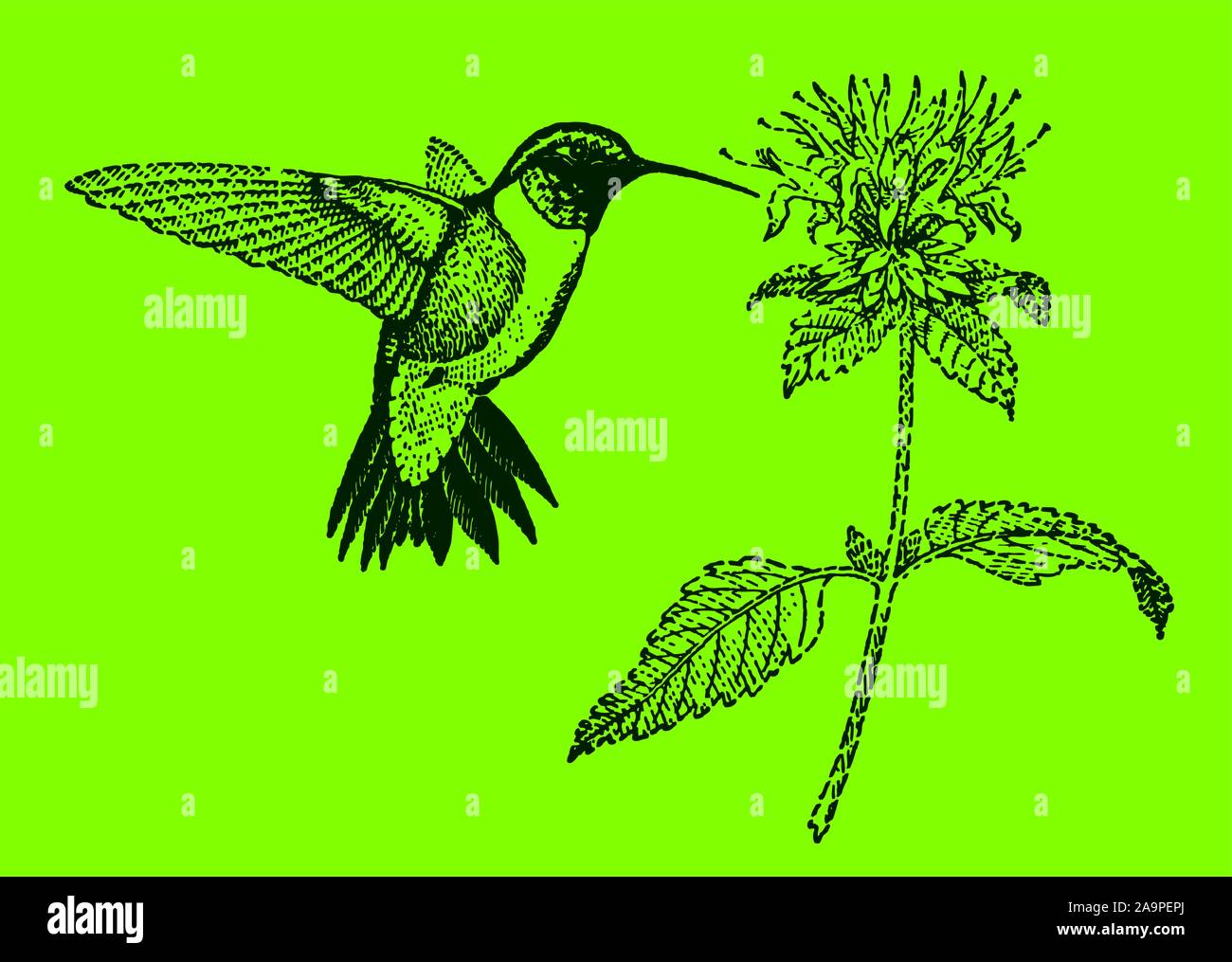 Dessin des colibris Banque de photographies et d’images à haute ...