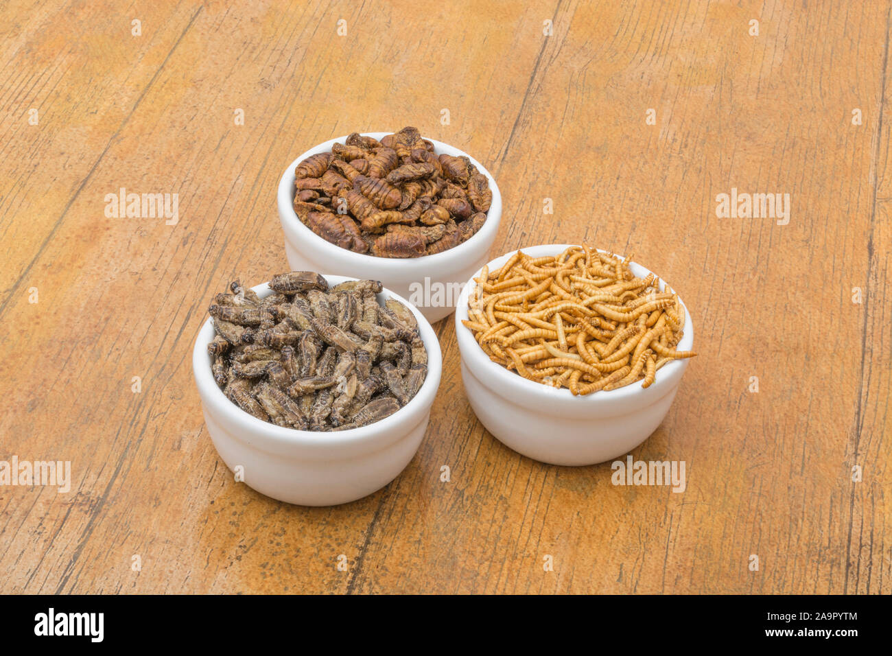 Des plats d'insectes comestibles. / Vers de farine, Tenebrio molitor ...