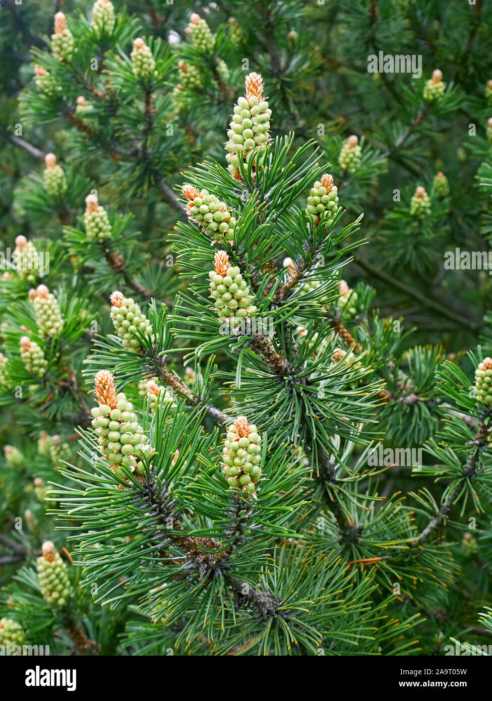 Pollen de pin jaune Banque de photographies et d’images à haute ...