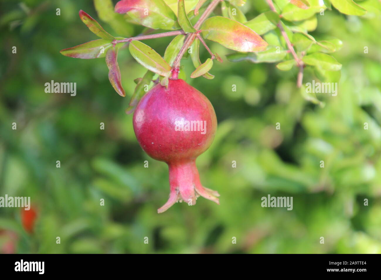 Grenade qui pousse sur un arbre Banque de photographies et d’images à ...