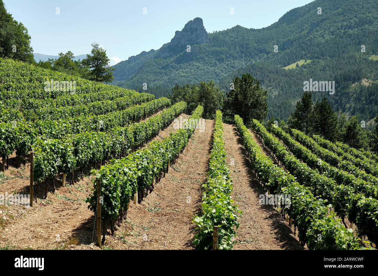 Clairette de die Banque de photographies et d’images à haute résolution ...