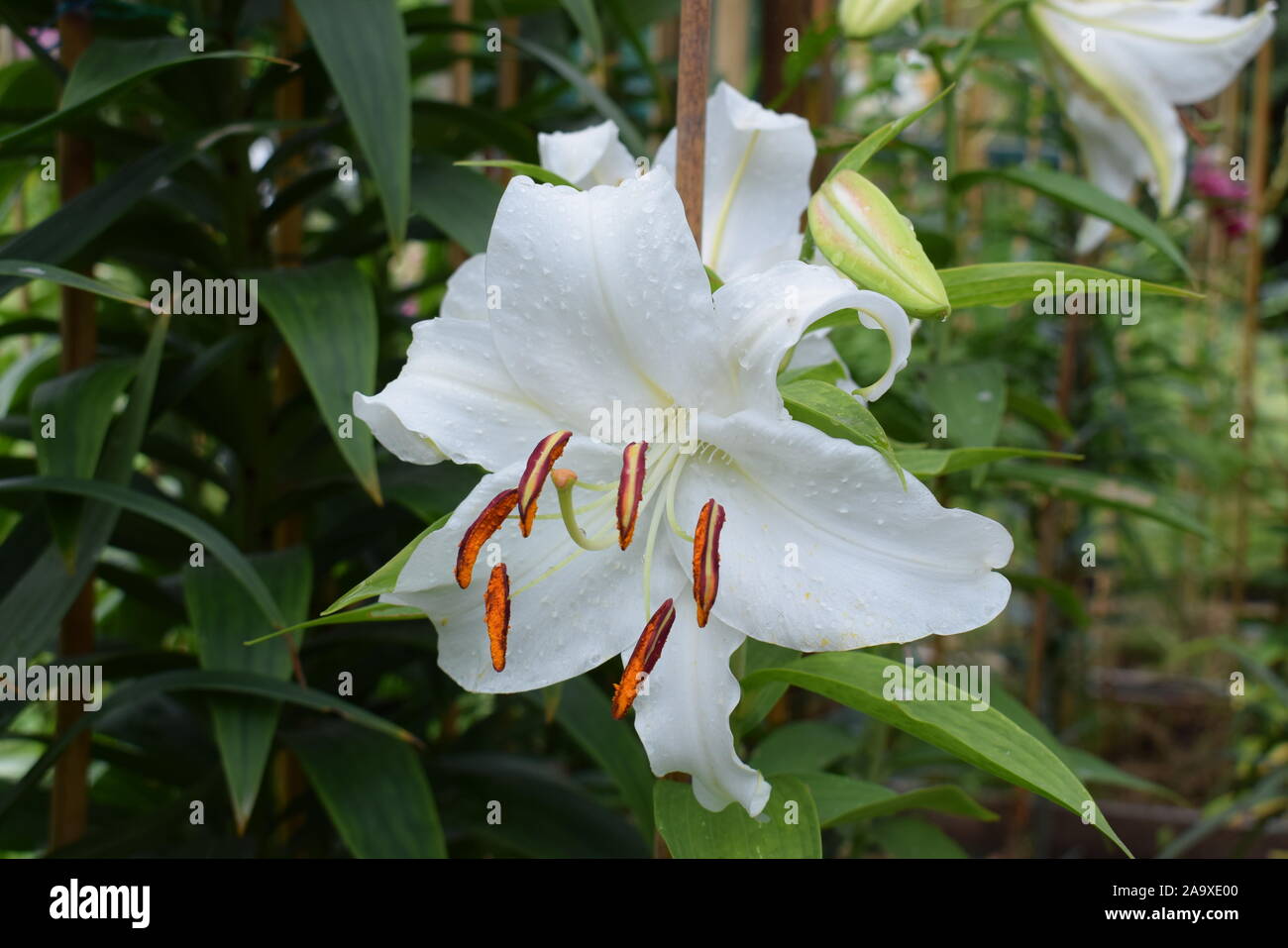 Lys blanc Banque de photographies et d’images à haute résolution - Alamy