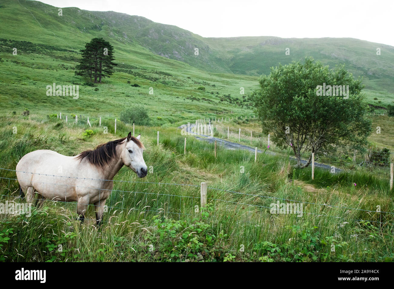 Connemara horse Banque de photographies et d’images à haute résolution ...