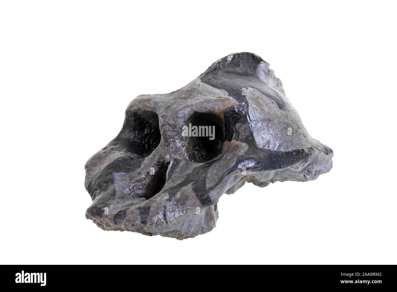 Australopithecus aethiopicus Banque de photographies et d’images à ...