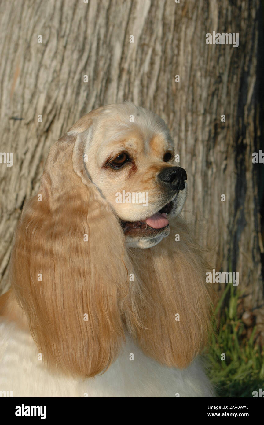 Mignon petit chien brun cocker spaniel Banque de photographies et d ...