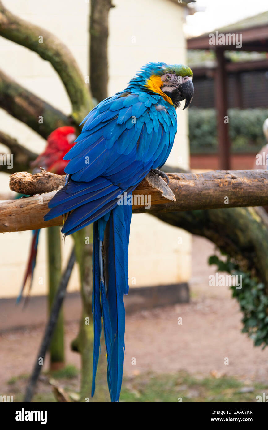 Perroquet Bleu Jaune Banque d'image et photos - Alamy