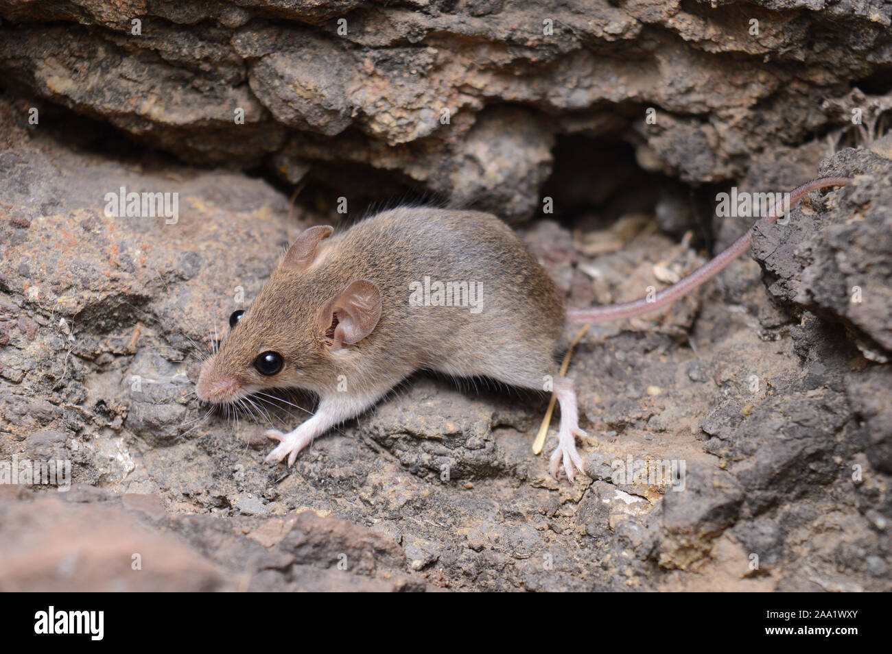 Mus sp Banque de photographies et d’images à haute résolution - Alamy