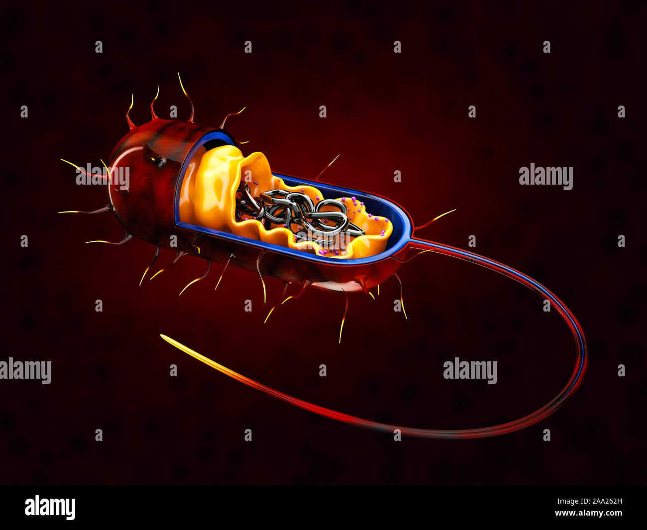 Structure paroi cellulaire bactérie Banque de photographies et d’images ...