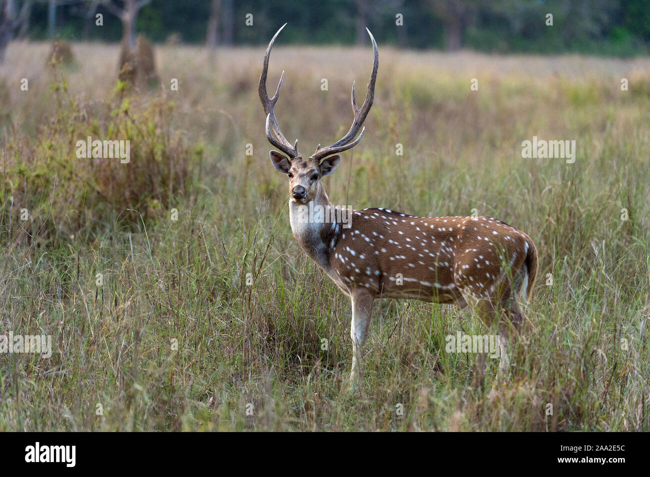 Chitra horin Banque de photographies et d’images à haute résolution - Alamy