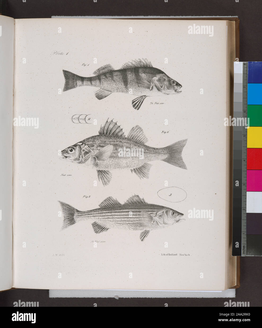 Perca flavescens Banque de photographies et d’images à haute résolution ...