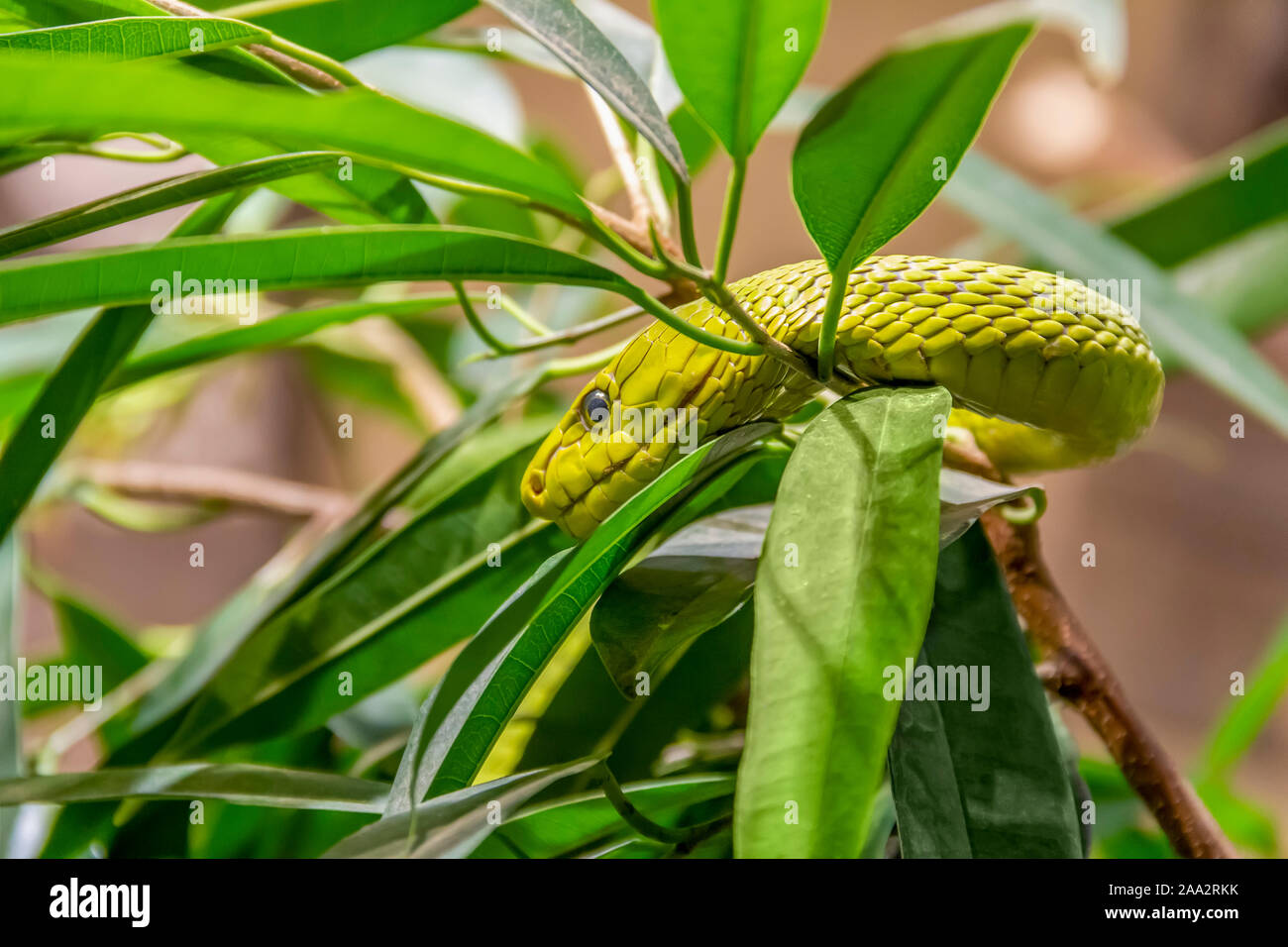 Mamba vert Banque de photographies et d’images à haute résolution - Alamy