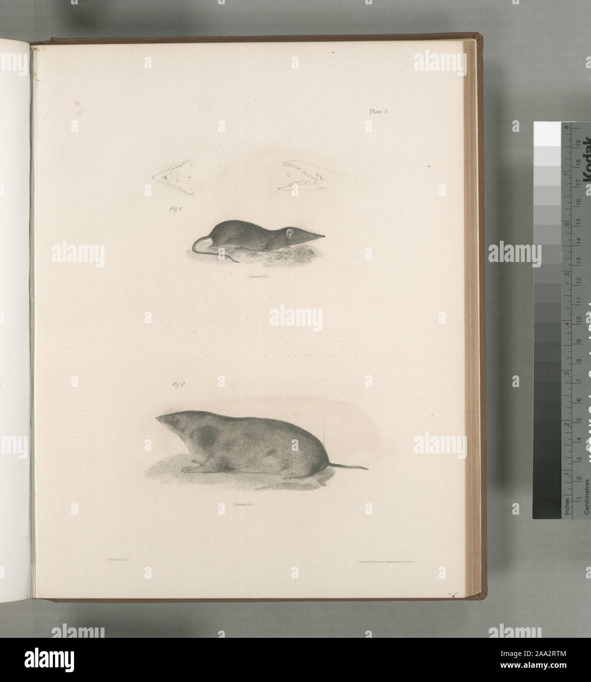 1. TheBroad Otisorex à nez de Musaraigne (platyrhincus) ; a. dans le ...