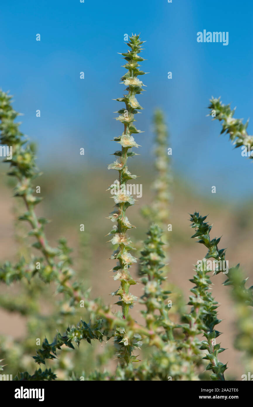 Kali tragus Banque de photographies et d’images à haute résolution - Alamy