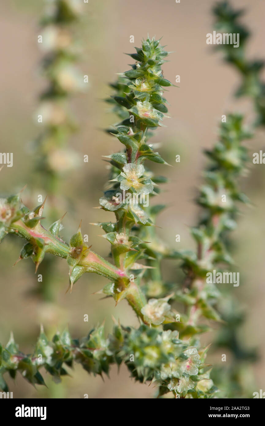 Kali tragus Banque de photographies et d’images à haute résolution - Alamy