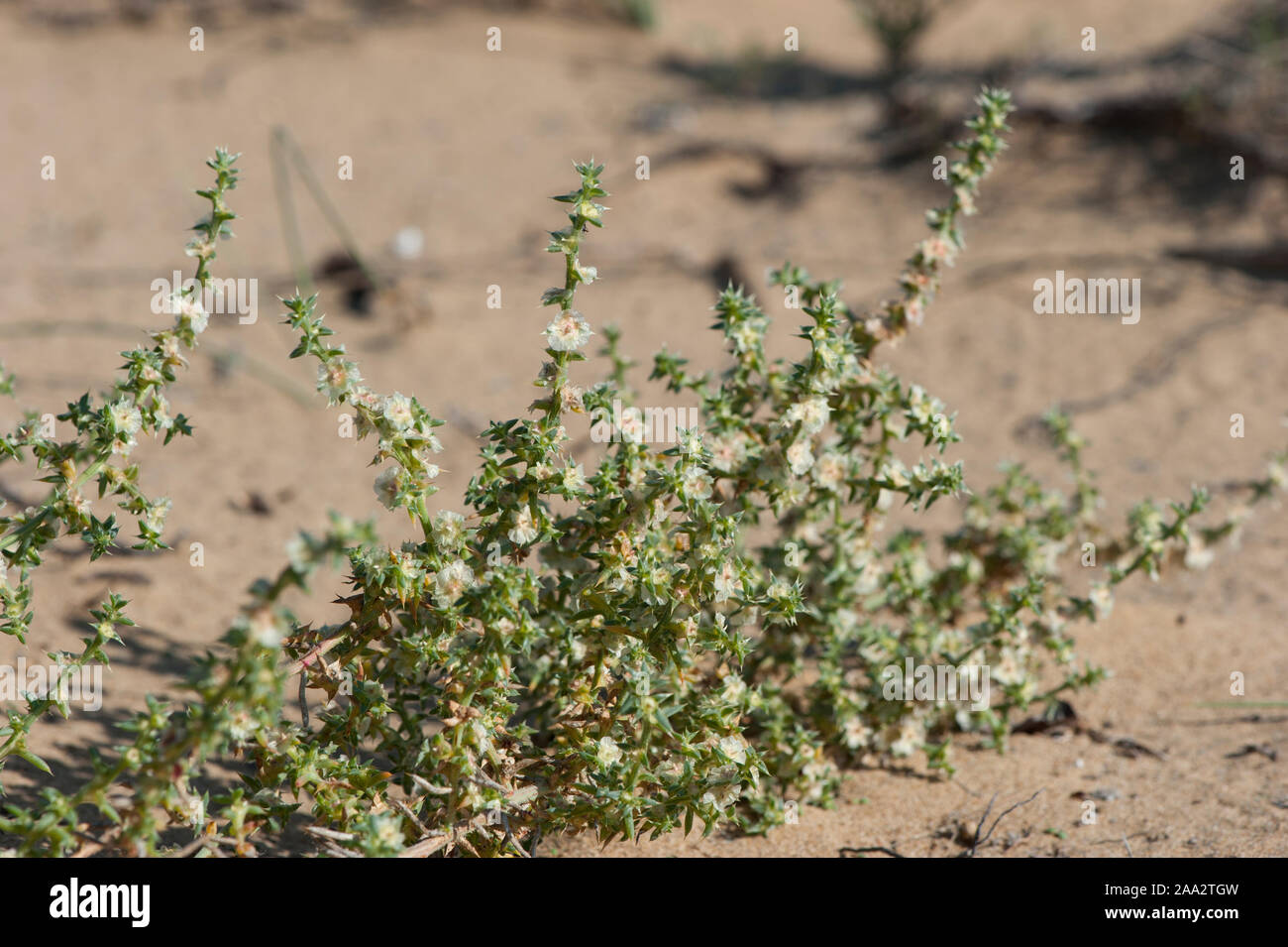 Kali tragus Banque de photographies et d’images à haute résolution - Alamy
