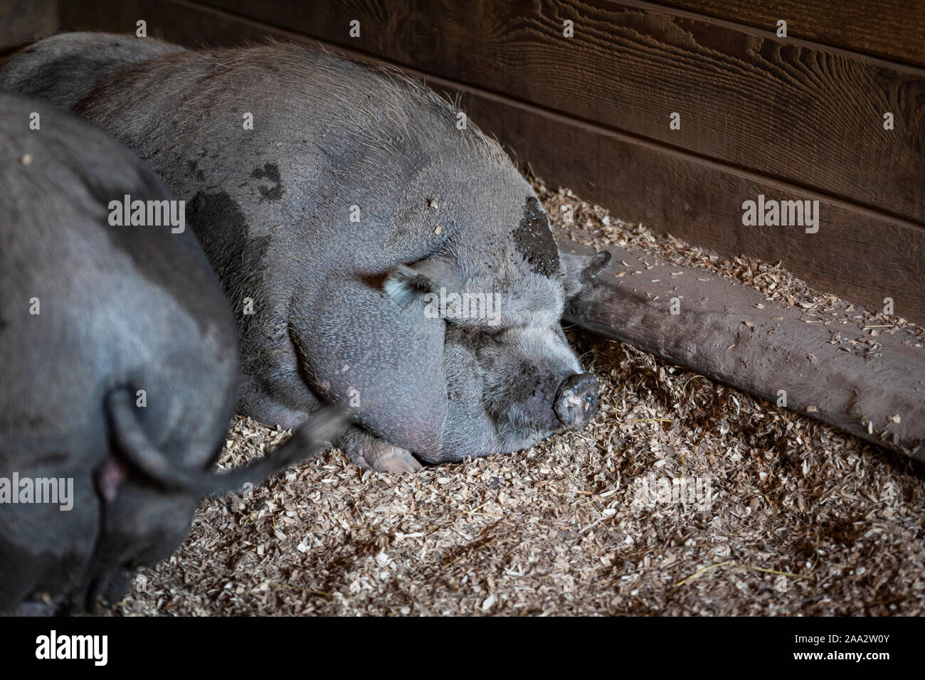 Zoo species Banque de photographies et d’images à haute résolution - Alamy