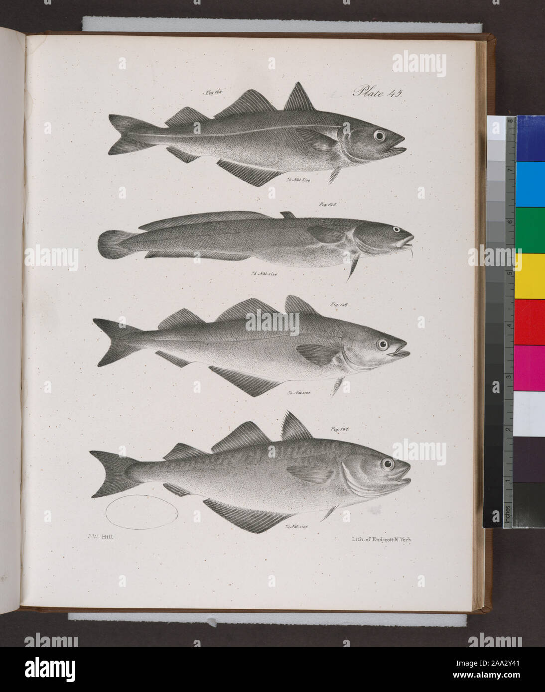 M merlangus Banque de photographies et d’images à haute résolution - Alamy