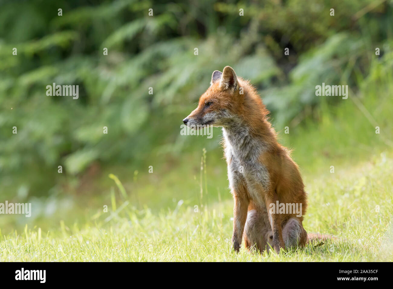 Renards assis Banque de photographies et d’images à haute résolution ...