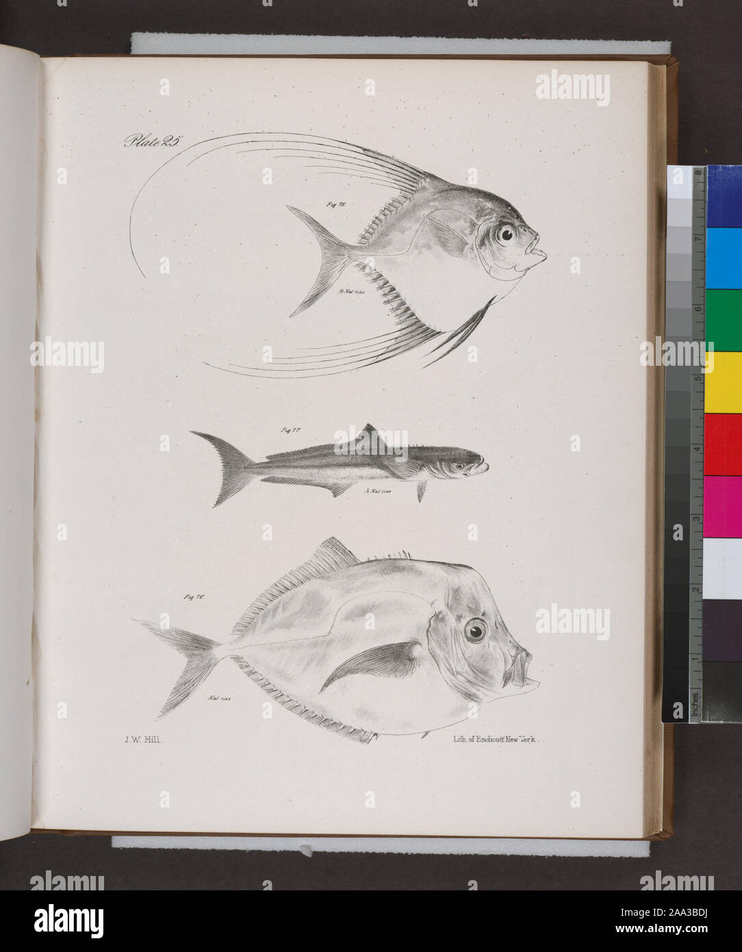 76. Le globicéphale noir de cheveux (Blepharis Blepharis crinitus). 77 ...