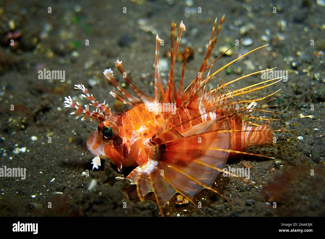 Poisson lion comme nourriture Banque de photographies et d’images à ...