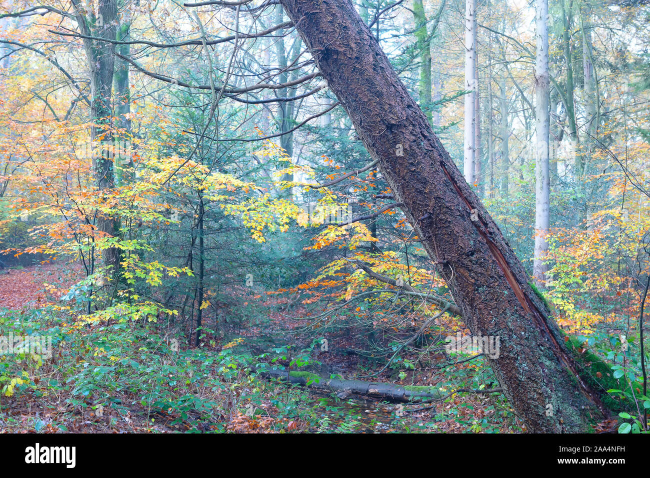 Pin en automne Banque de photographies et d’images à haute résolution - Alamy