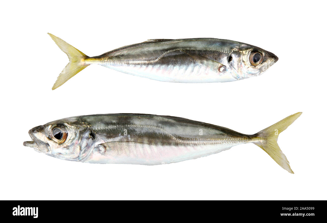 Chinchard atlantique Banque de photographies et d’images à haute ...