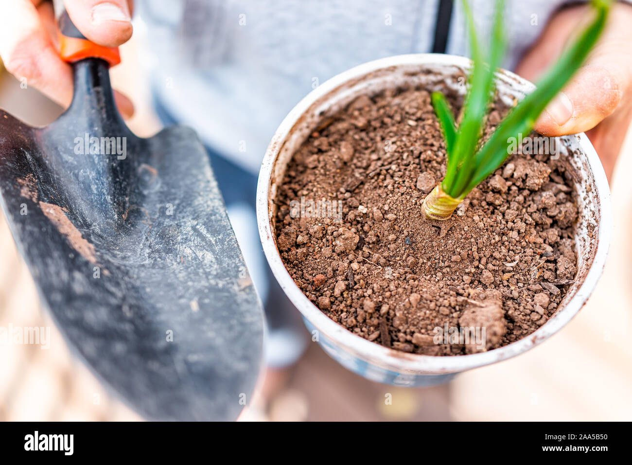 Texture de semis d'oignon Banque de photographies et d’images à haute ...