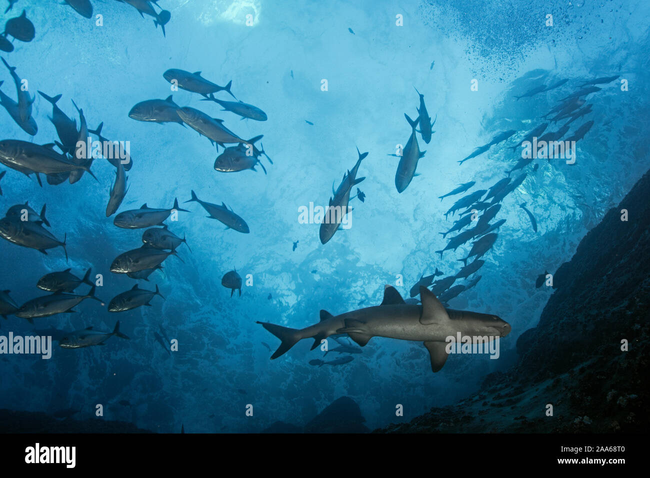 Requin à pointe blanche Banque de photographies et d’images à haute ...