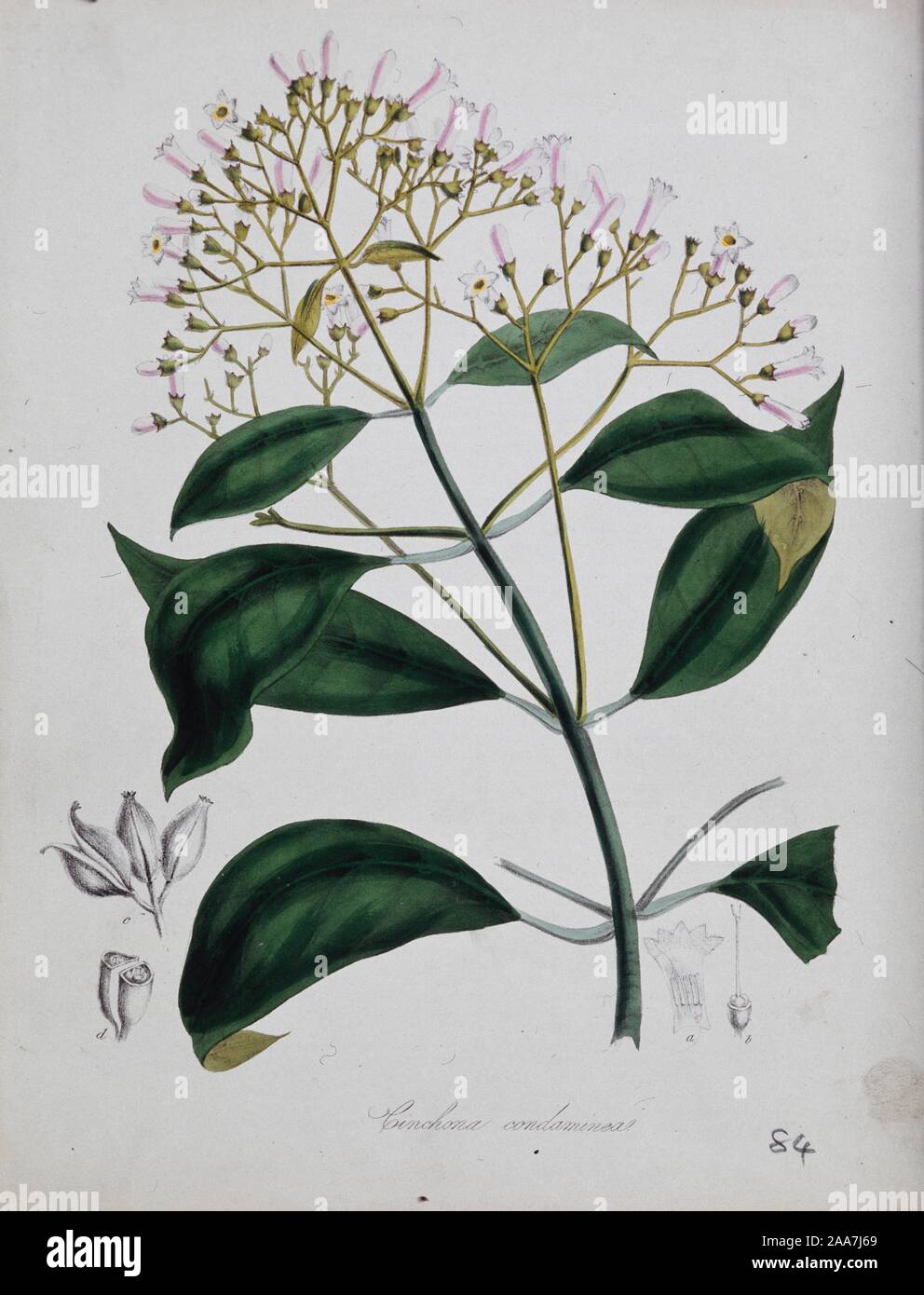 Plante de quinquina Banque d'image et photos - Alamy