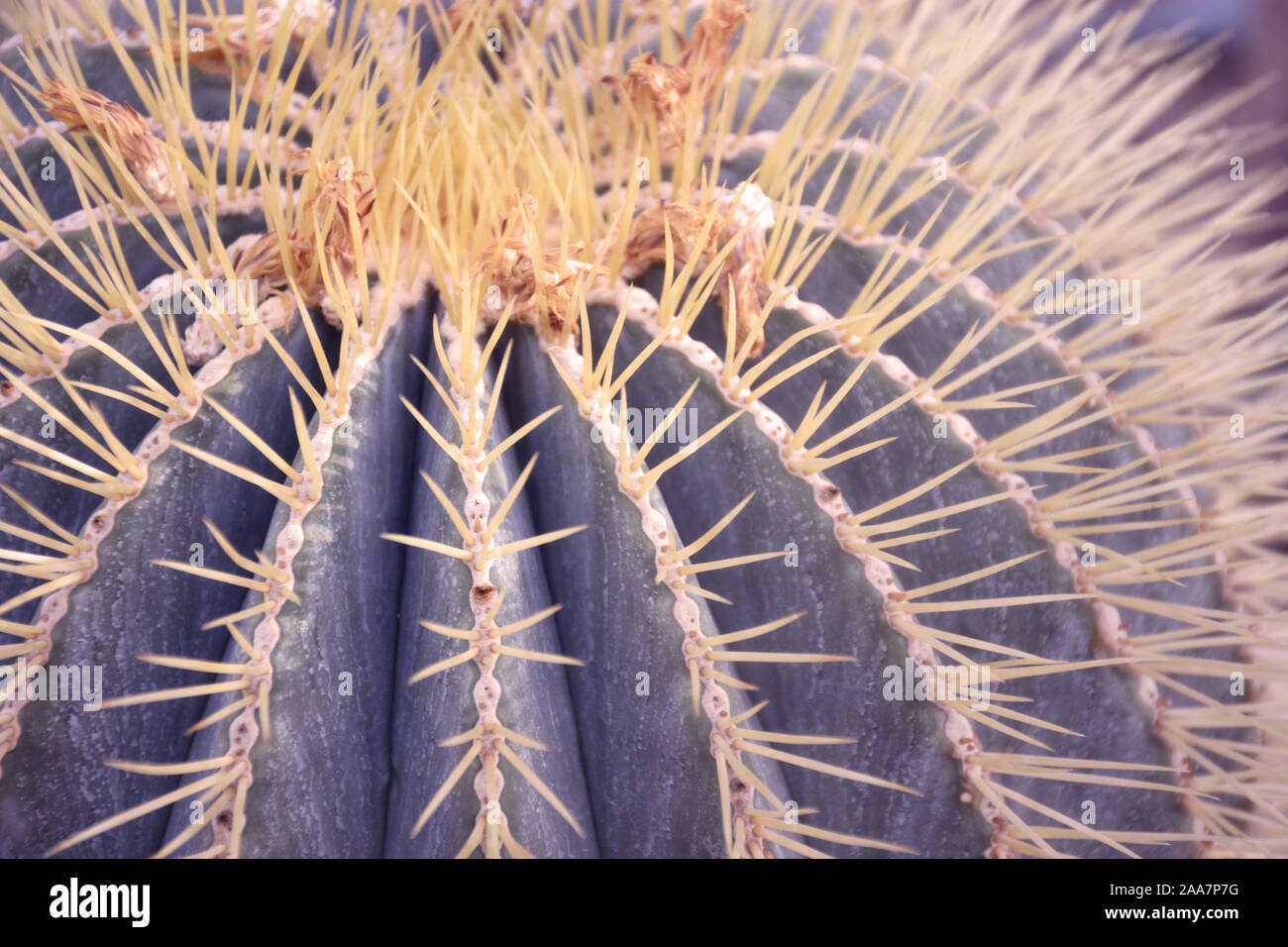 Cactus géant photo détail de l'Hungarian arboretum.L'usine dispose d ...