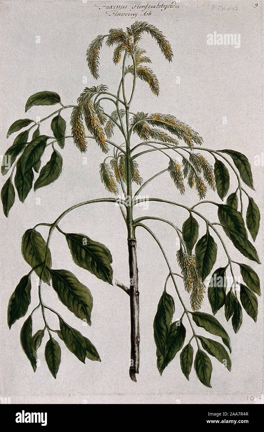 Fraxinus Ornus Arbuste En Fleurs Banque d'image et photos - Alamy