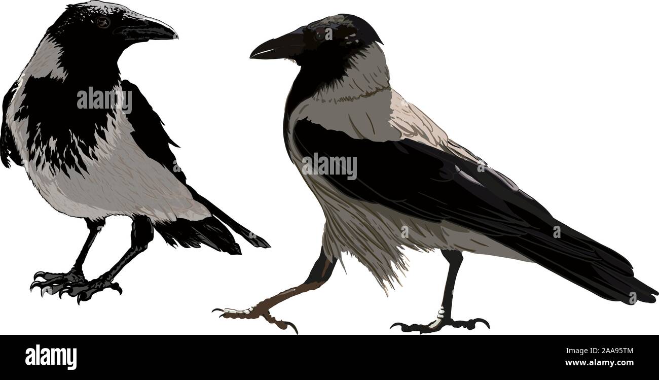 Beau corbeau Banque d'images vectorielles - Alamy