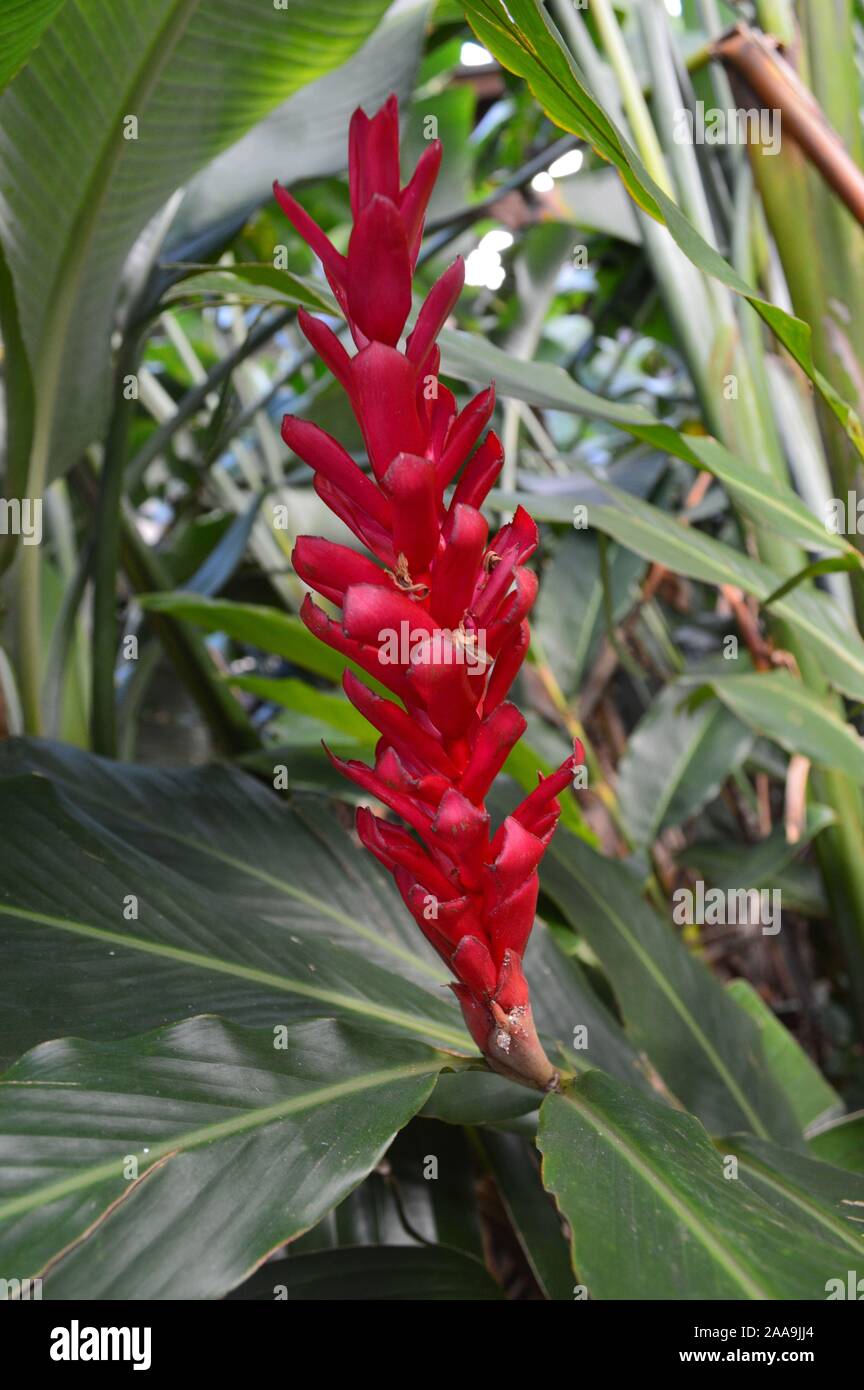Fleurs hawaii rouges Banque de photographies et d’images à haute ...