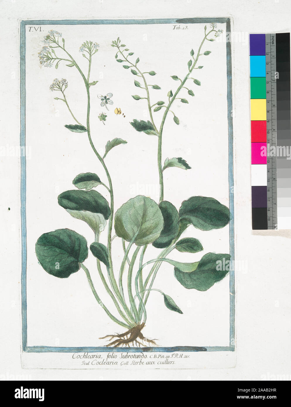 Page de titre de volumes 2-5 : Hortus Romanus secundum systema une ...