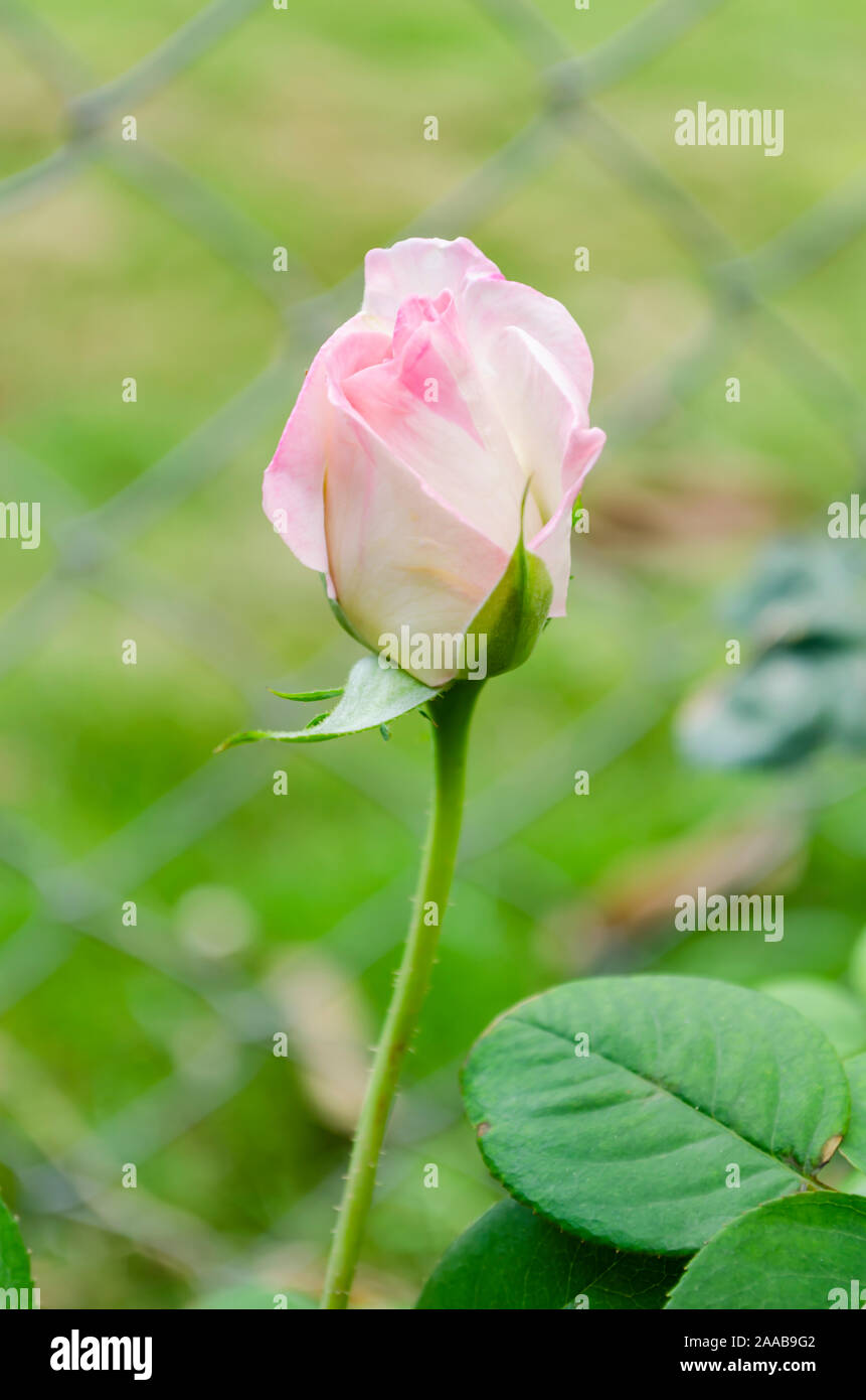 Baby rose Banque de photographies et d’images à haute résolution - Alamy