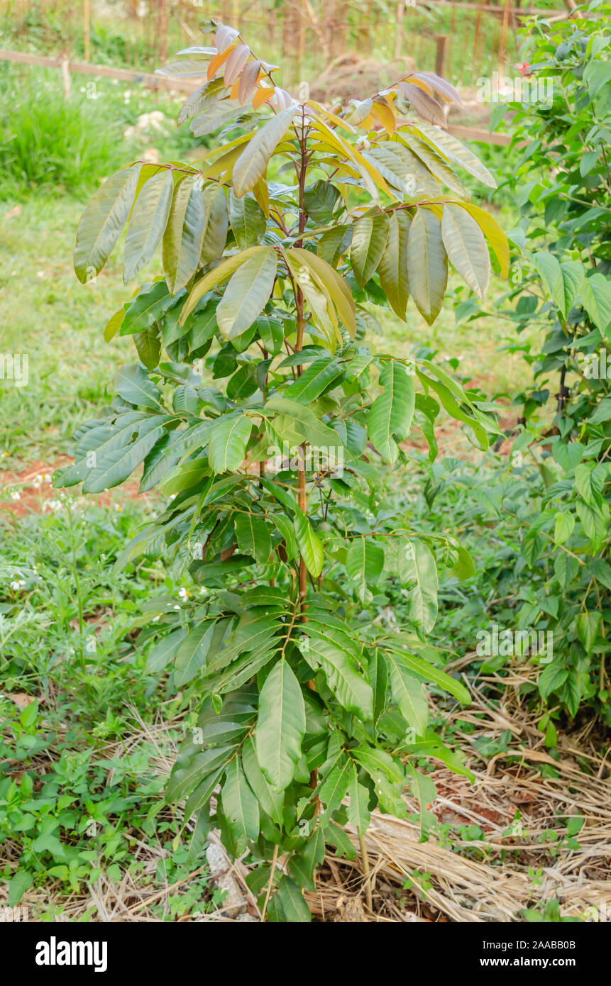 Longan trees Banque de photographies et d’images à haute résolution - Alamy