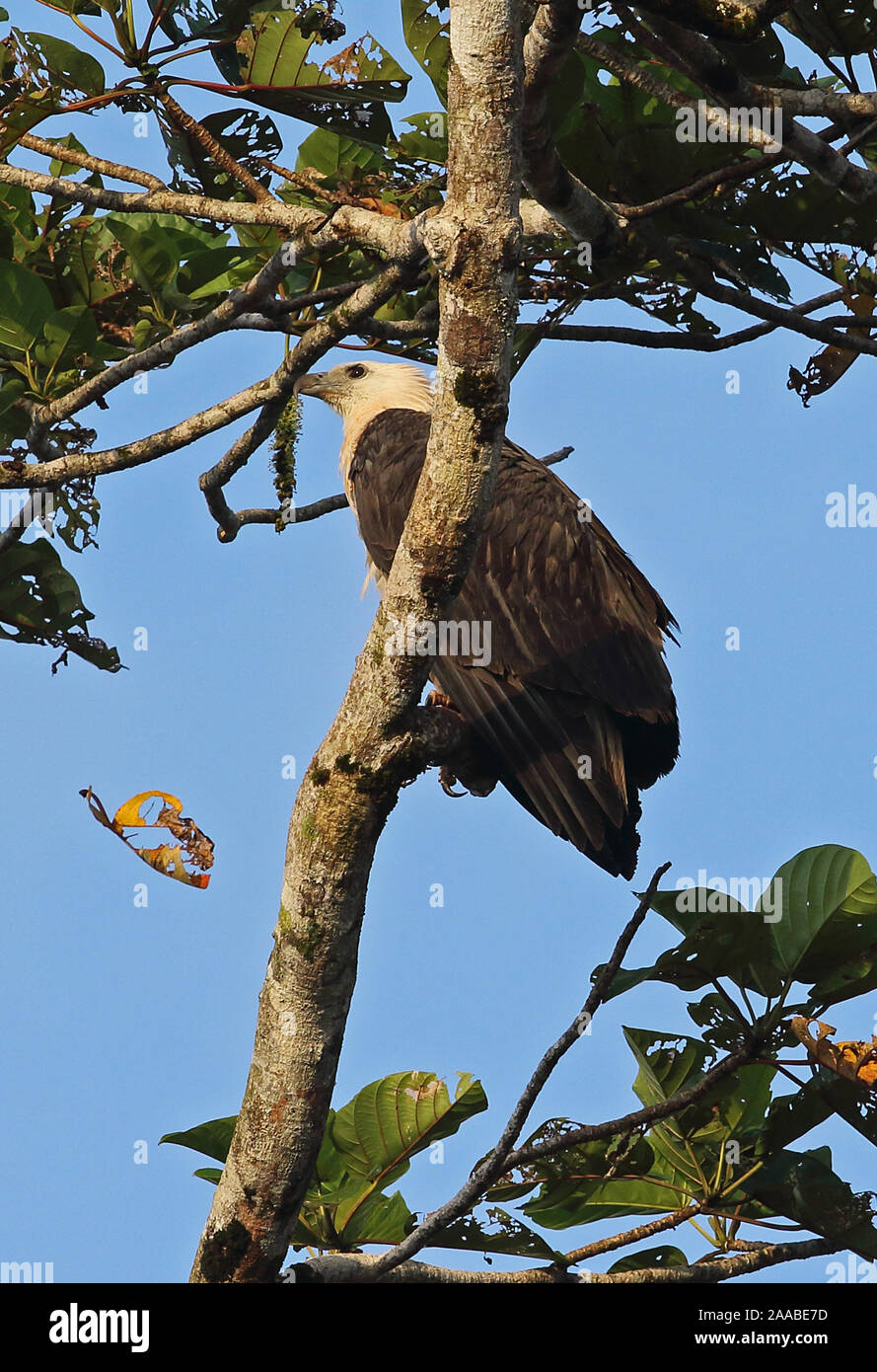 La mer à ventre blanc-eagle (Haliaeetus leucogaster) Direction générale ...