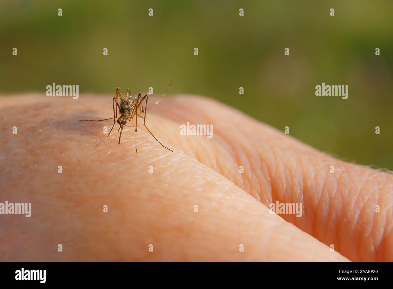 Une main d'une piqûre de moustique. Des boissons du sang sur le bras ...
