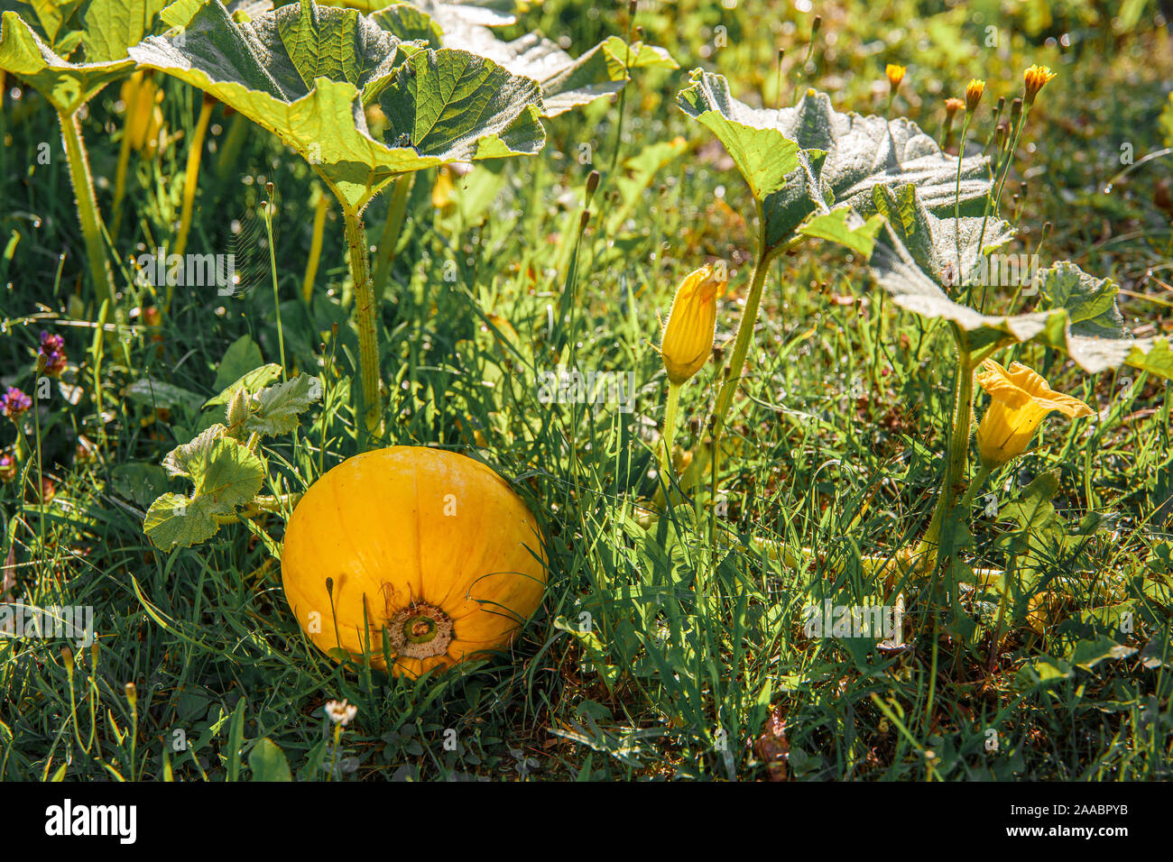 Jardin de citrouilles Banque de photographies et d’images à haute ...