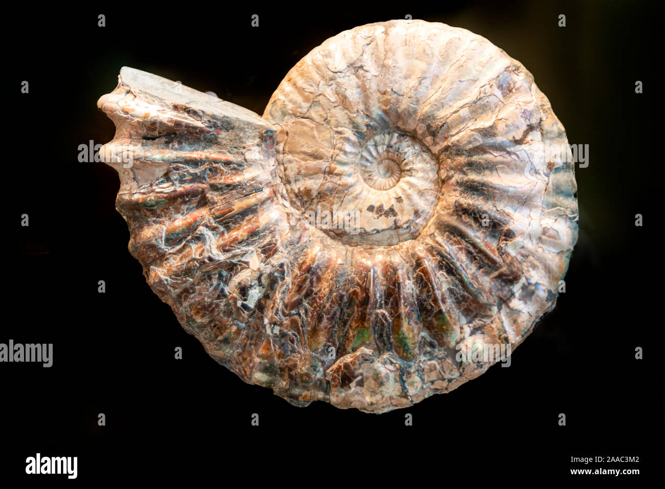 Fossile d'ammonites Banque de photographies et d’images à haute ...