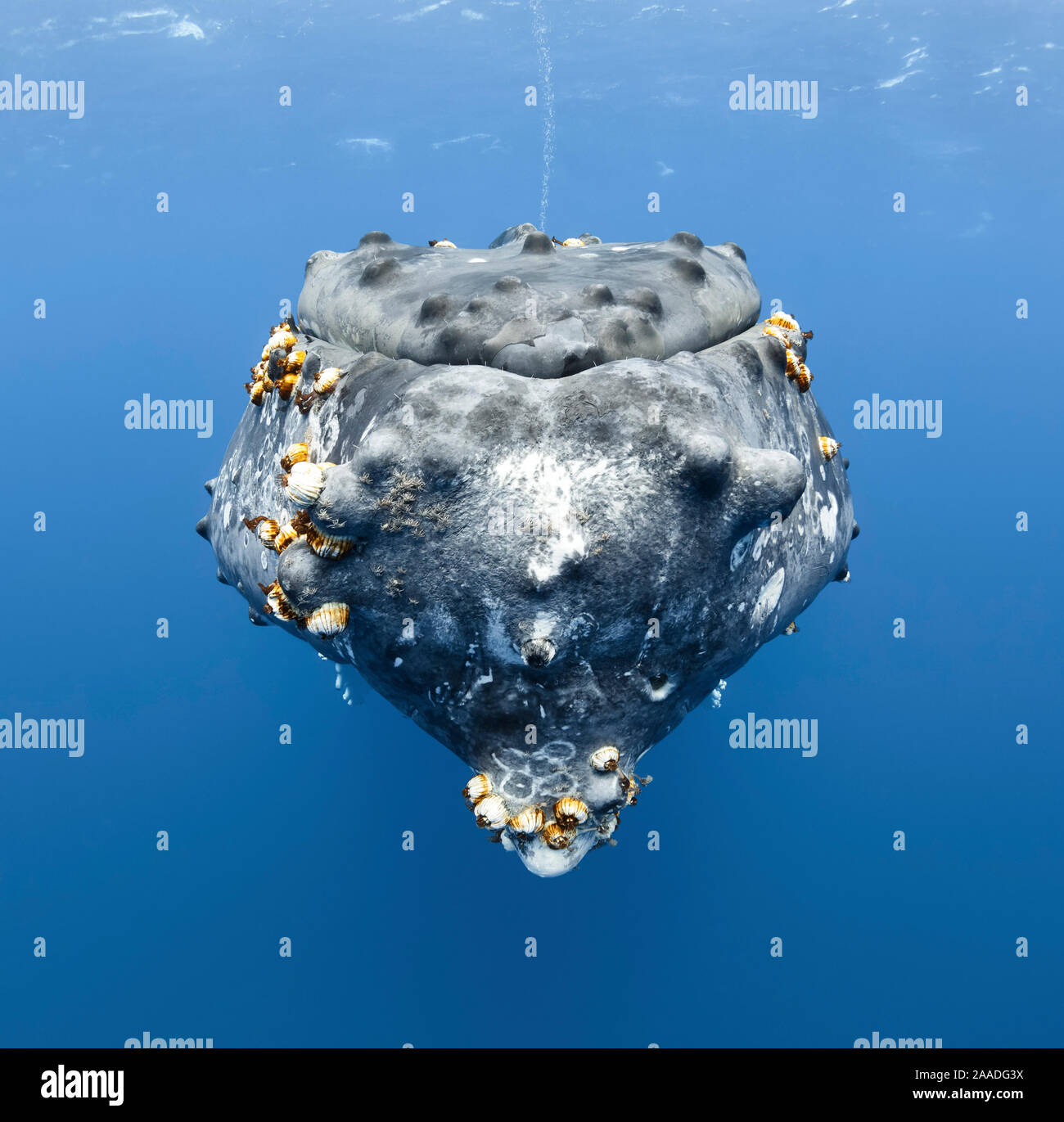 Cyamus boopis Banque de photographies et d’images à haute résolution ...