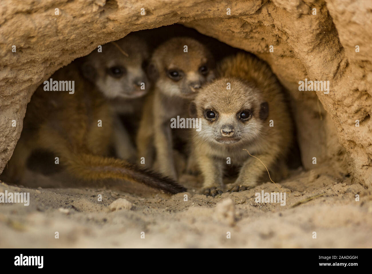 Chiots suricates Banque de photographies et d’images à haute résolution ...