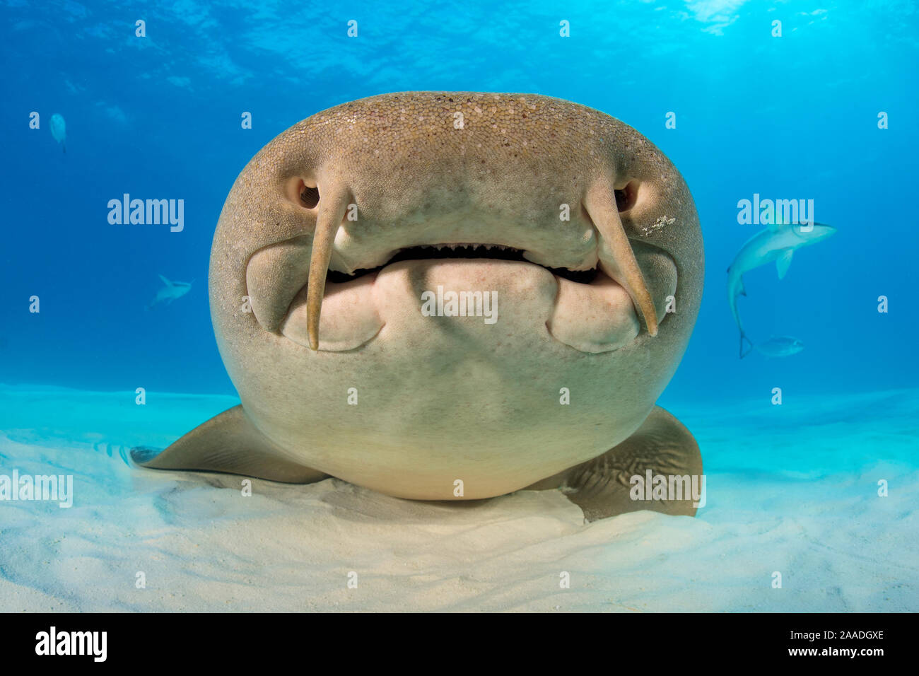Requin nourrice bahamas Banque de photographies et d’images à haute ...