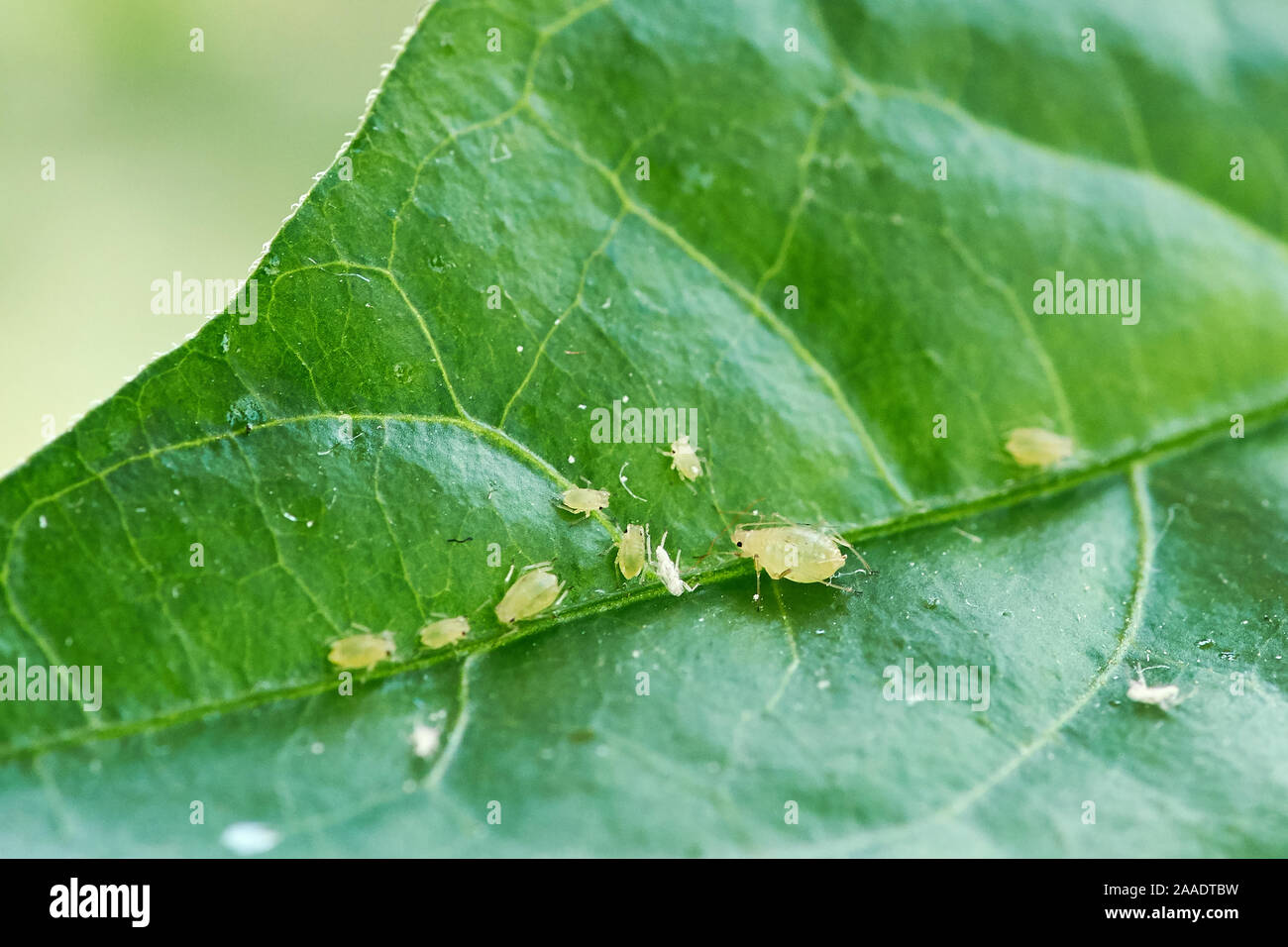 Puceron sur une feuille Banque de photographies et d’images à haute ...