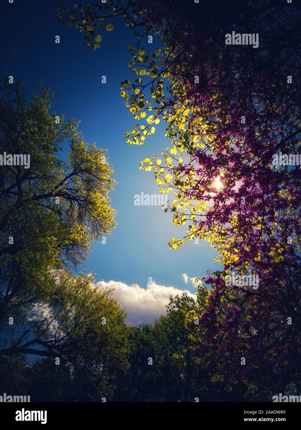 Parc de lilas Banque de photographies et d’images à haute résolution ...