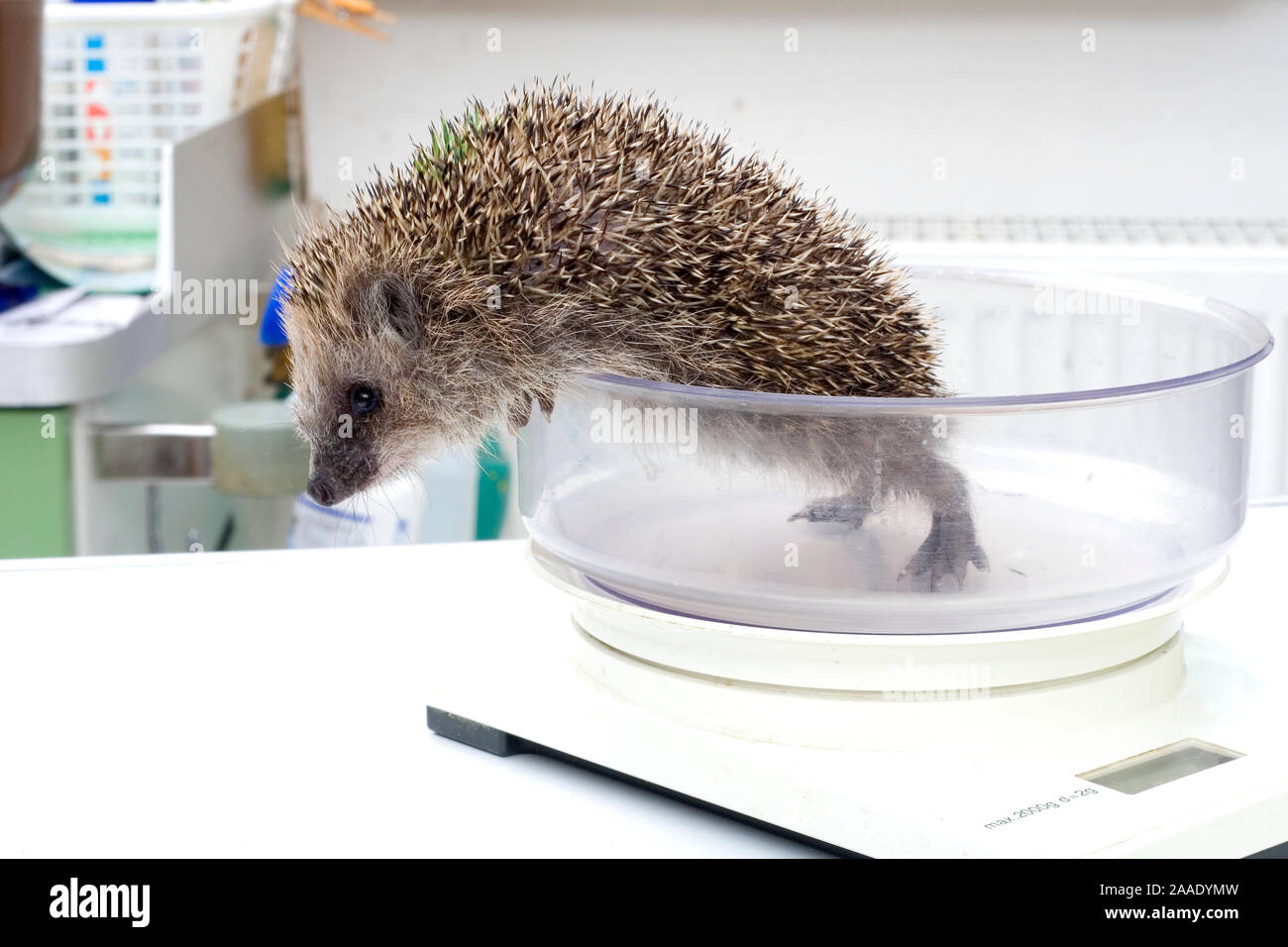 Gewogen Banque de photographies et d’images à haute résolution - Alamy