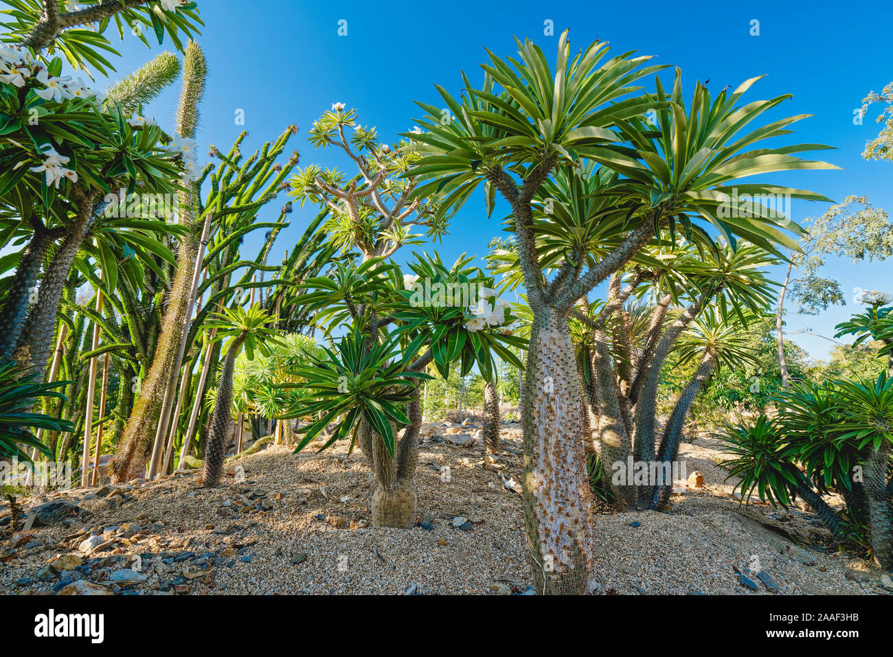 Arbres tropicaux à feuilles persistantes Banque de photographies et d ...